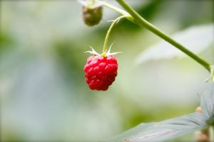 What Is The Difference Between Tayberry and Loganberry?
