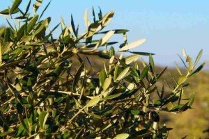 Do Olive Trees Lose Their Leaves? 6 Causes and 3 Solutions!