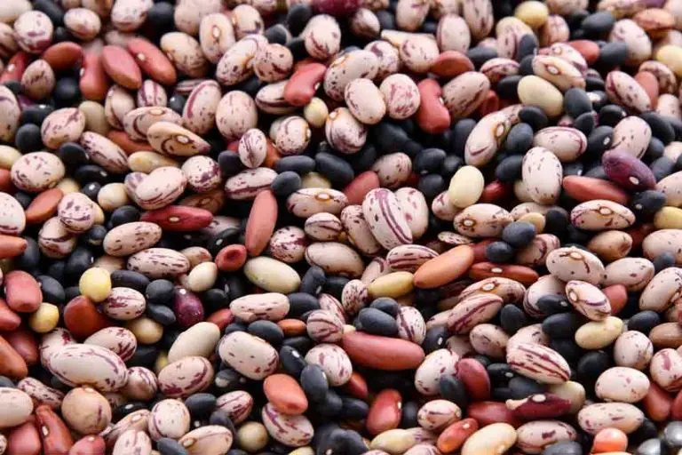 How To Plant Frozen Seeds How Long Do Frozen Seeds Last In Freezer How To Plant Frozen Seeds How Long Do Frozen Seeds Last In Freezer