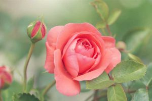 Multiple Rose Buds on One Stem: Rose Disbudding Techniques!