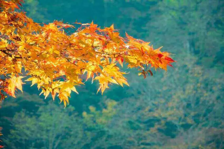 Viridis Vs Waterfall Japanese Maple: What's the Difference?