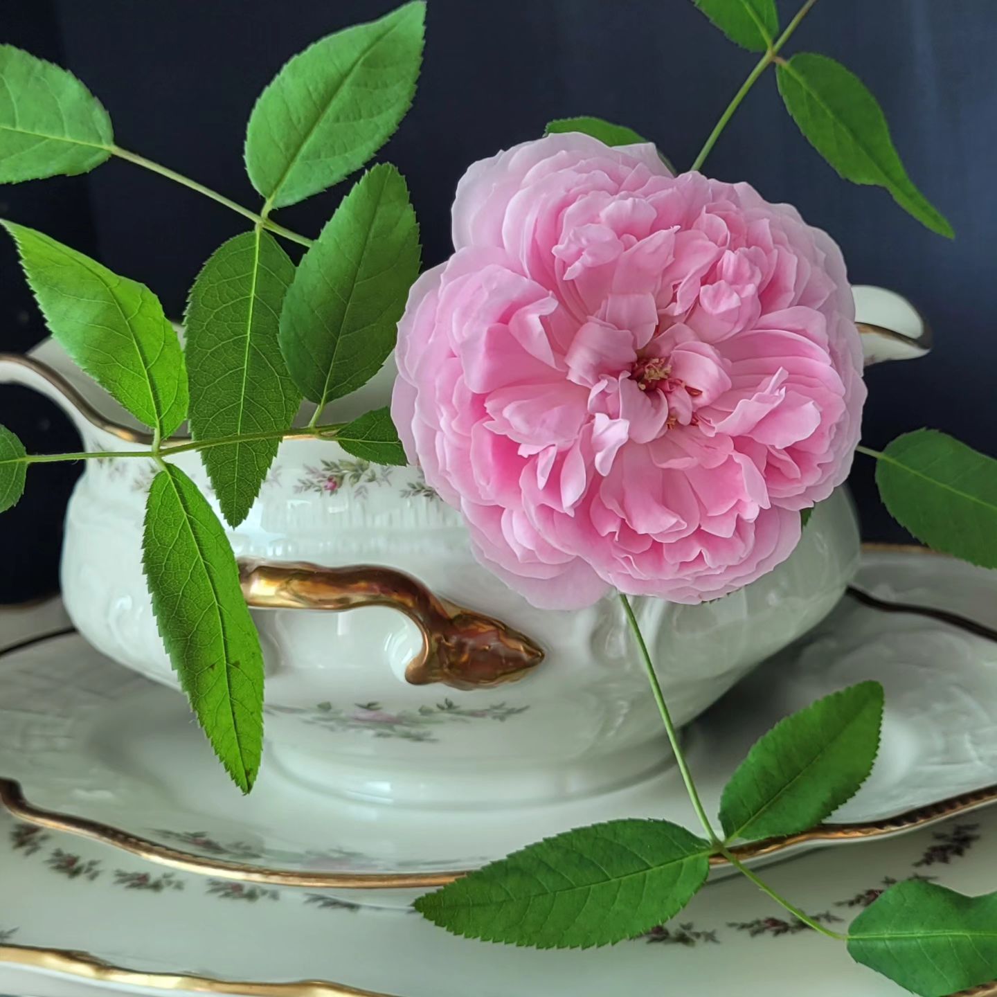 10 Unique Roses To Grow