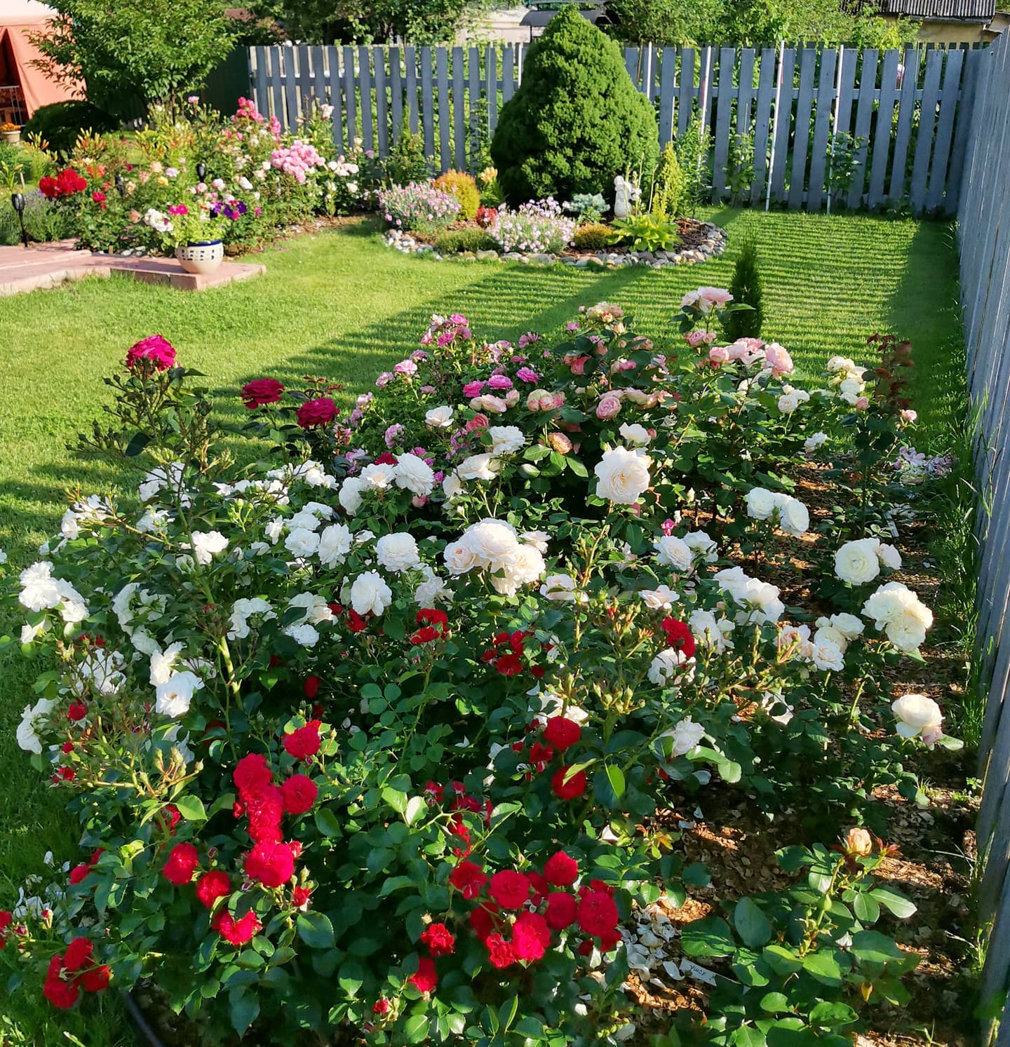 How to Grow The Best Rose Flowers: Expert Advice