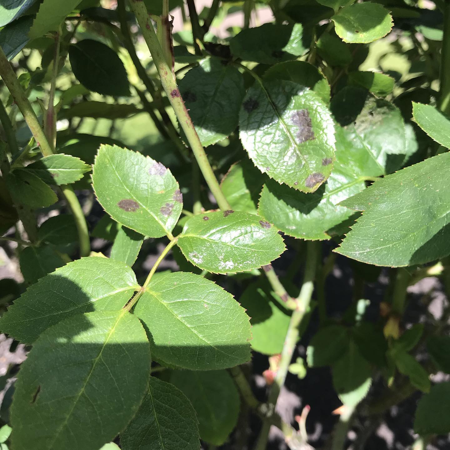 How To Get Rid Of Black Spot on Roses - Handy Gardening