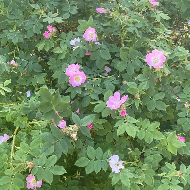 Grow Roses From Rose Hips: Easiest Ways!