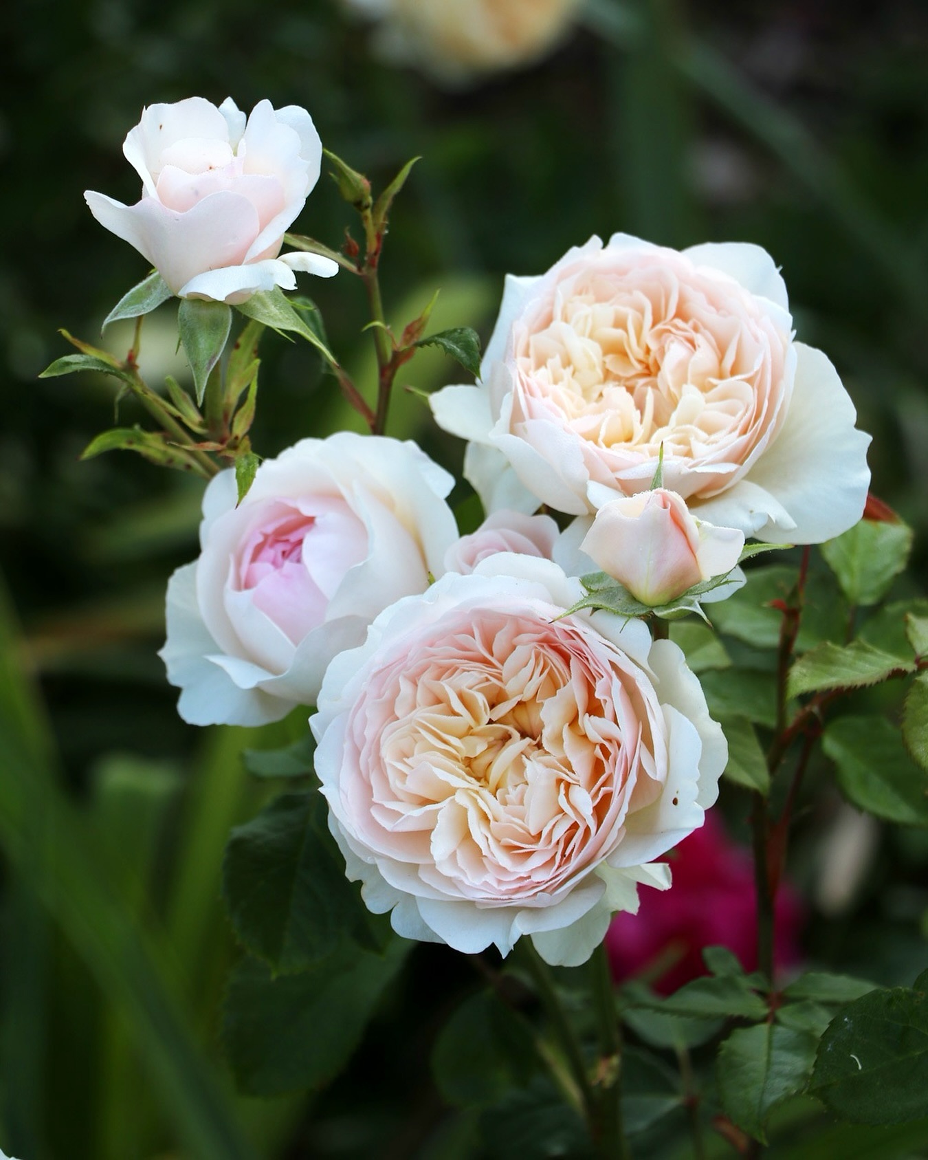 How To Grow A Rose Plant Faster: 4 Pro Tips!