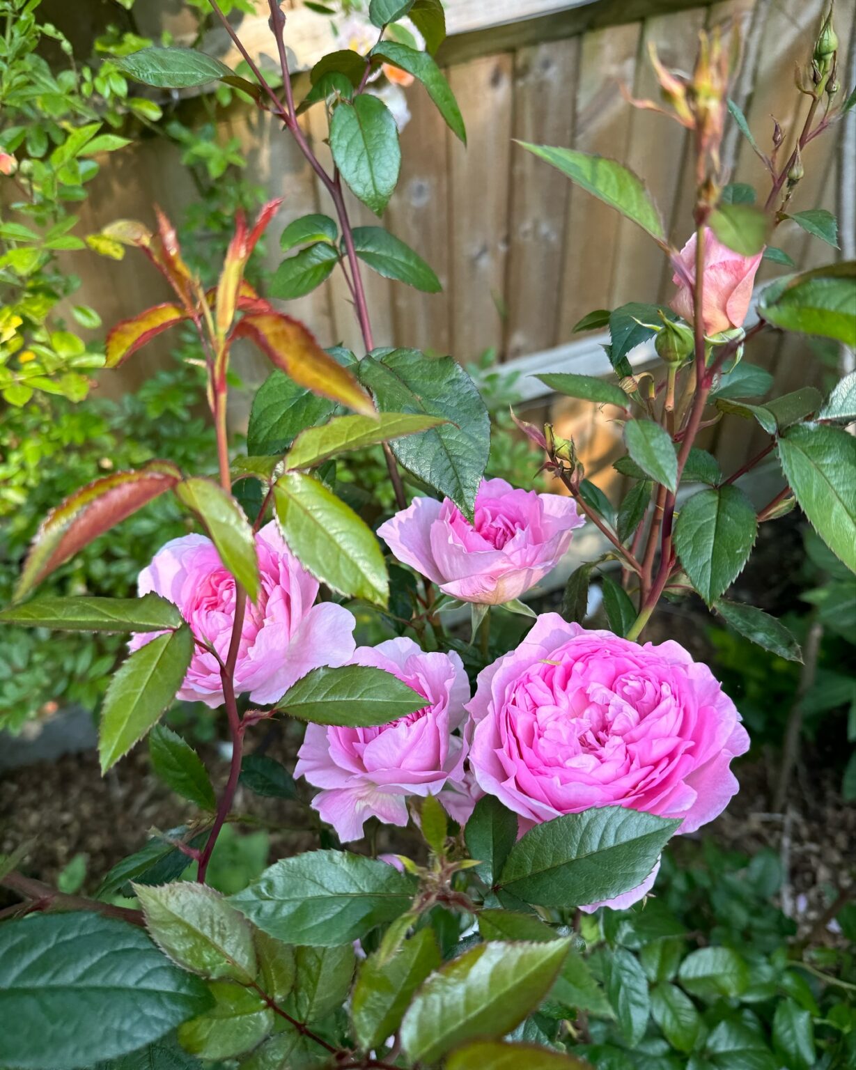 How To Choose The Best Location To Grow Roses