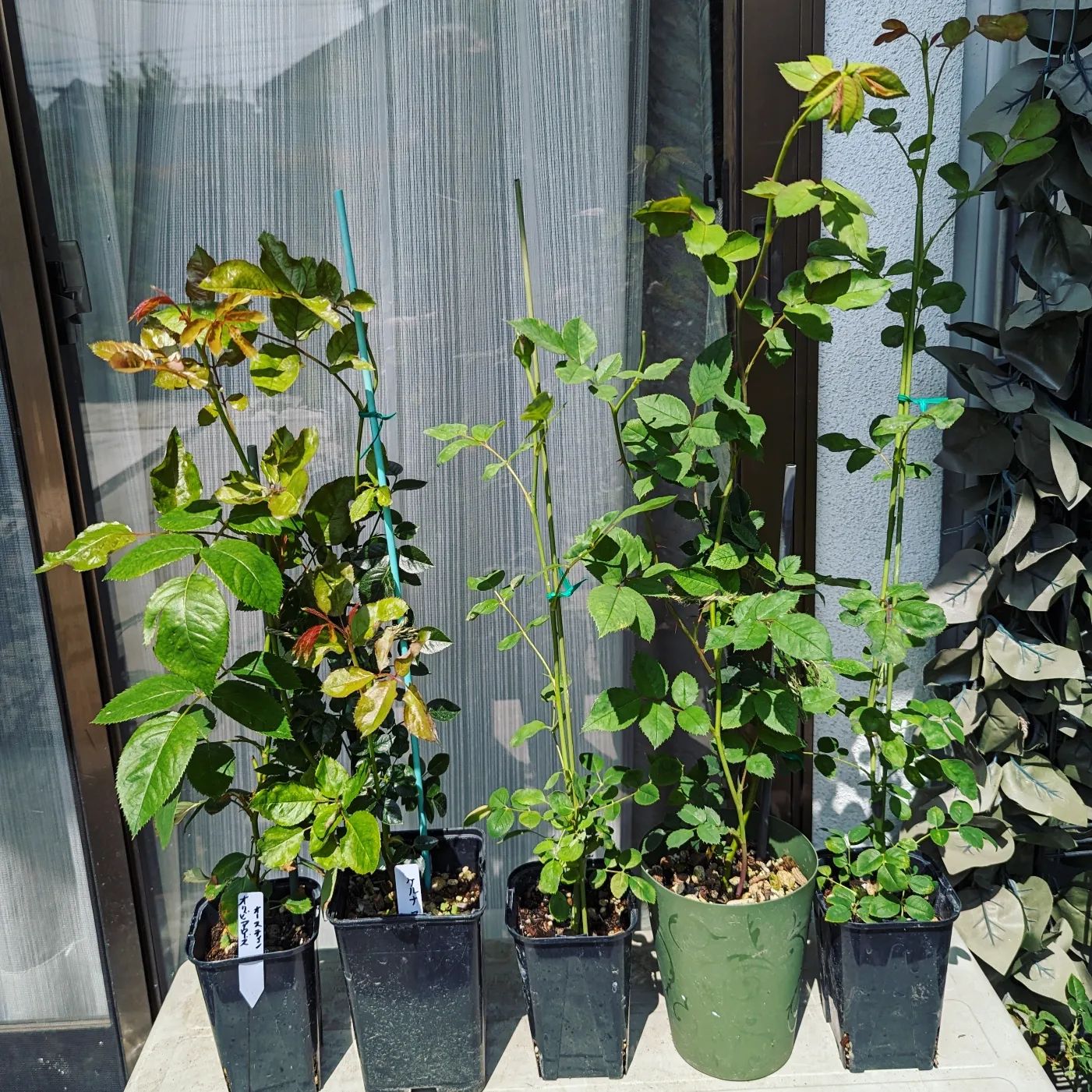 Propagate Roses From Cuttings: Best Techniques!