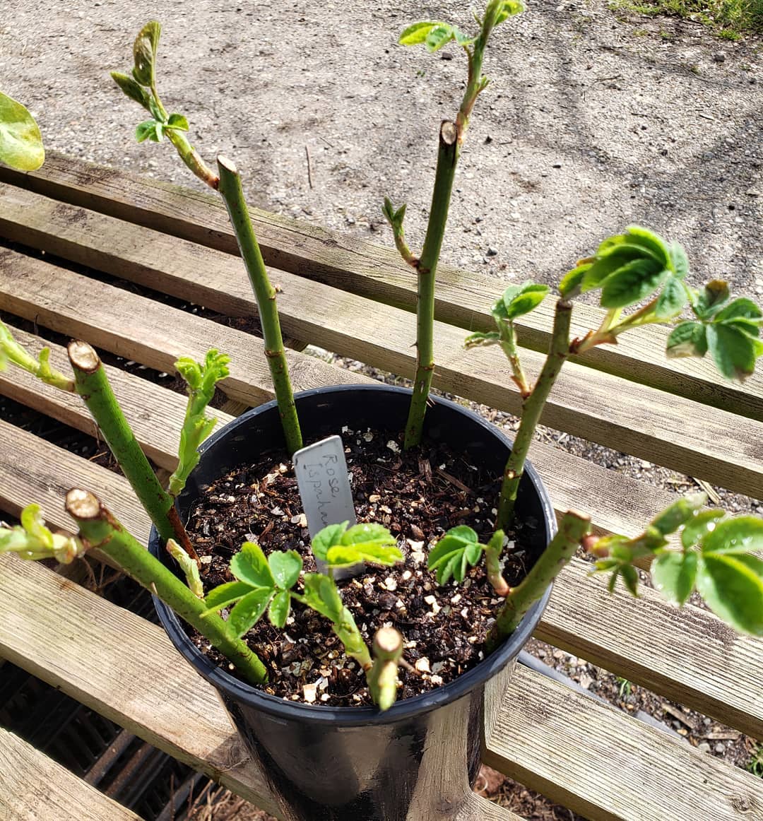 Propagate Roses From Cuttings: Best Techniques!
