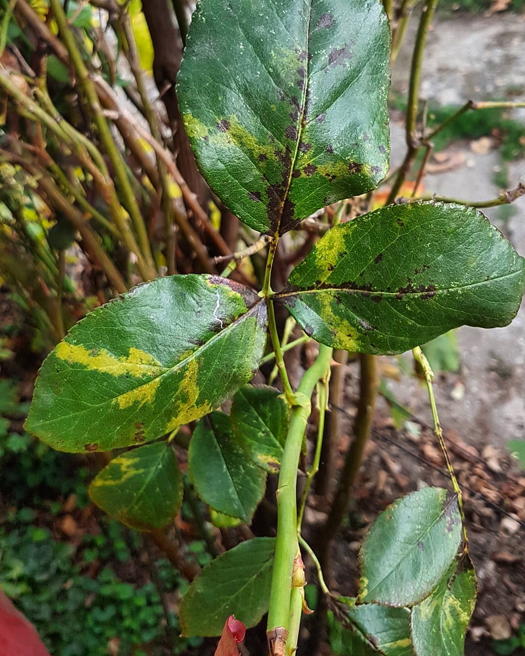 Identifying And Treating Rose Mosaic Disease