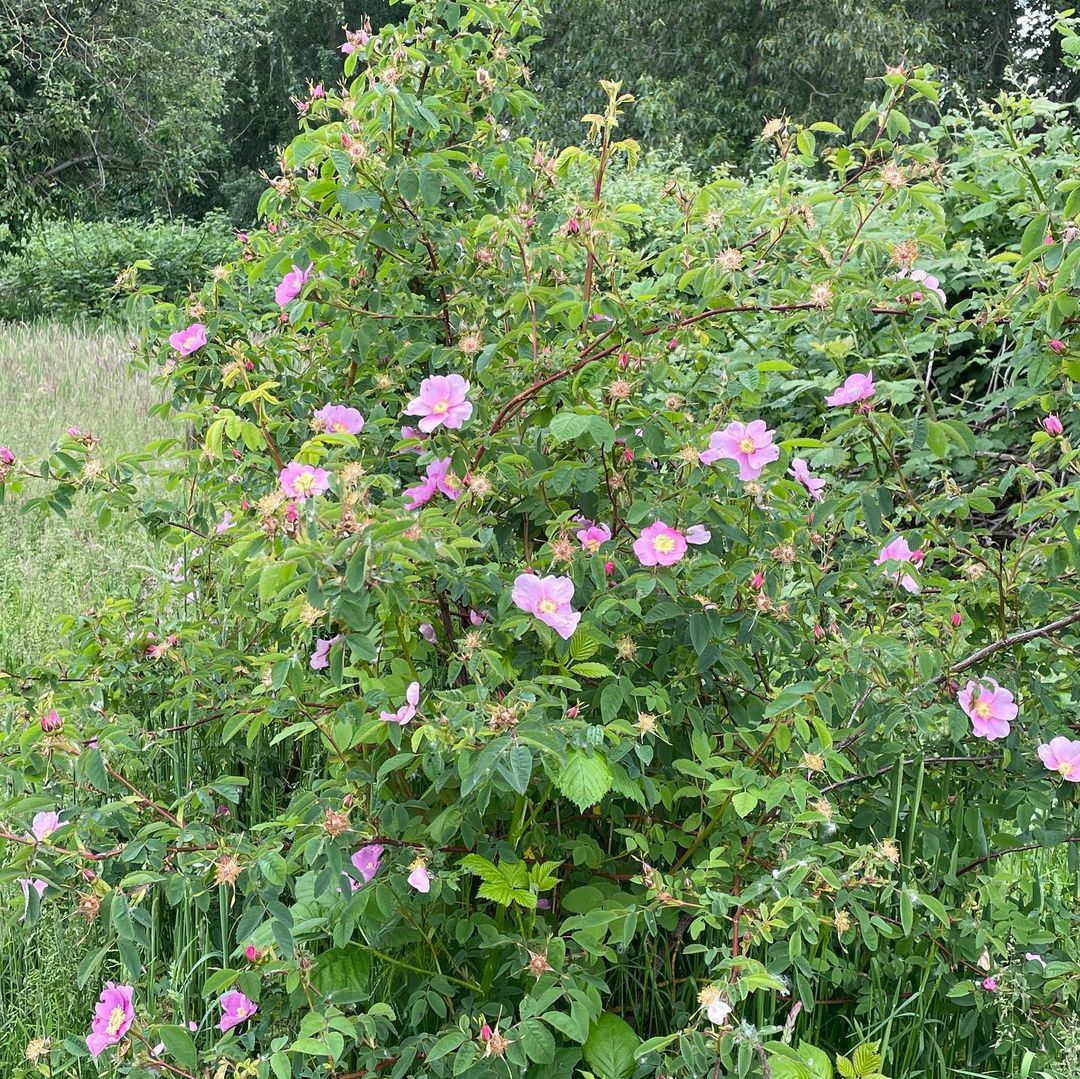 Nootka Rose Info: History and Uses