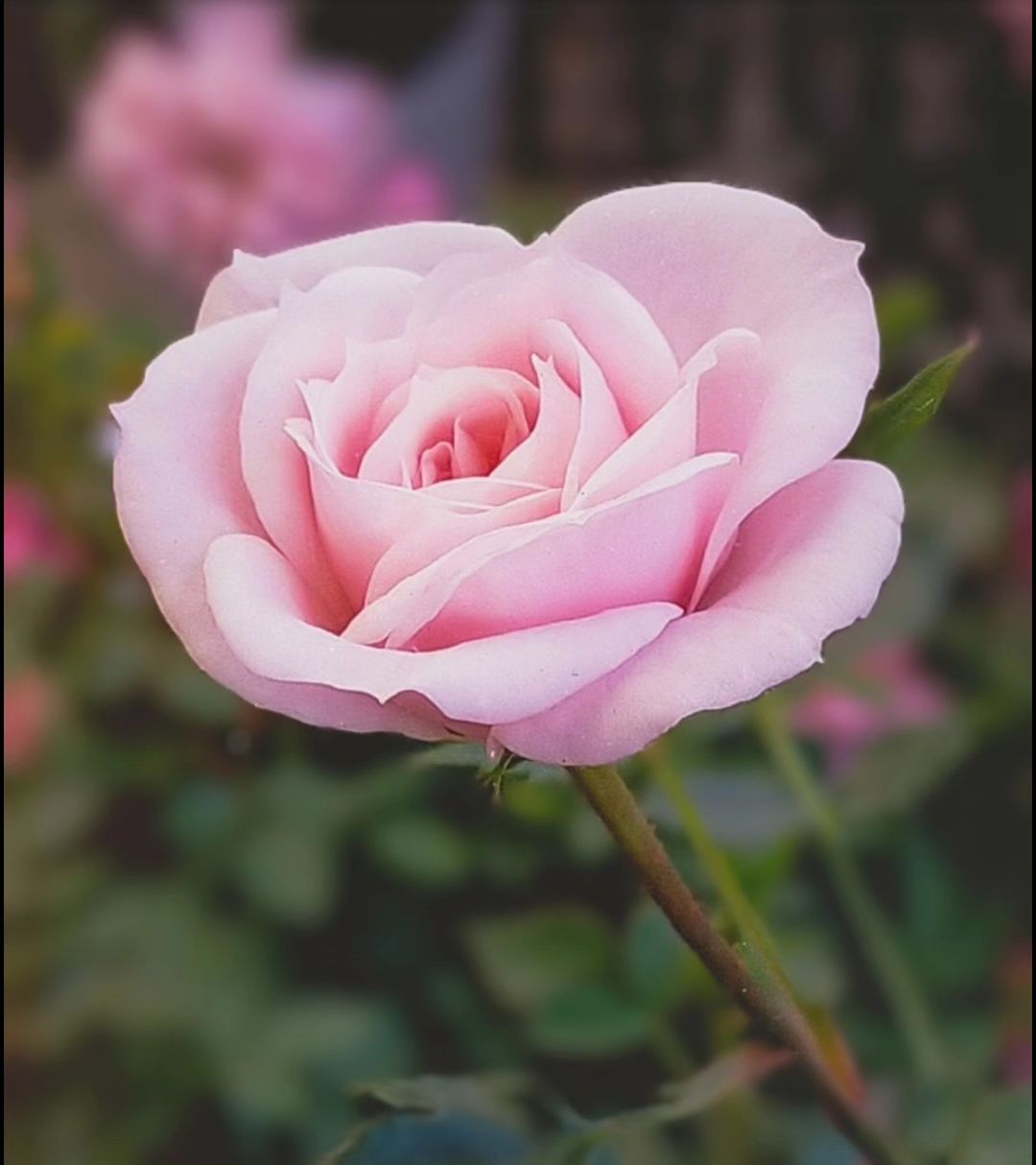 Why A Rose Does Not Bloom?