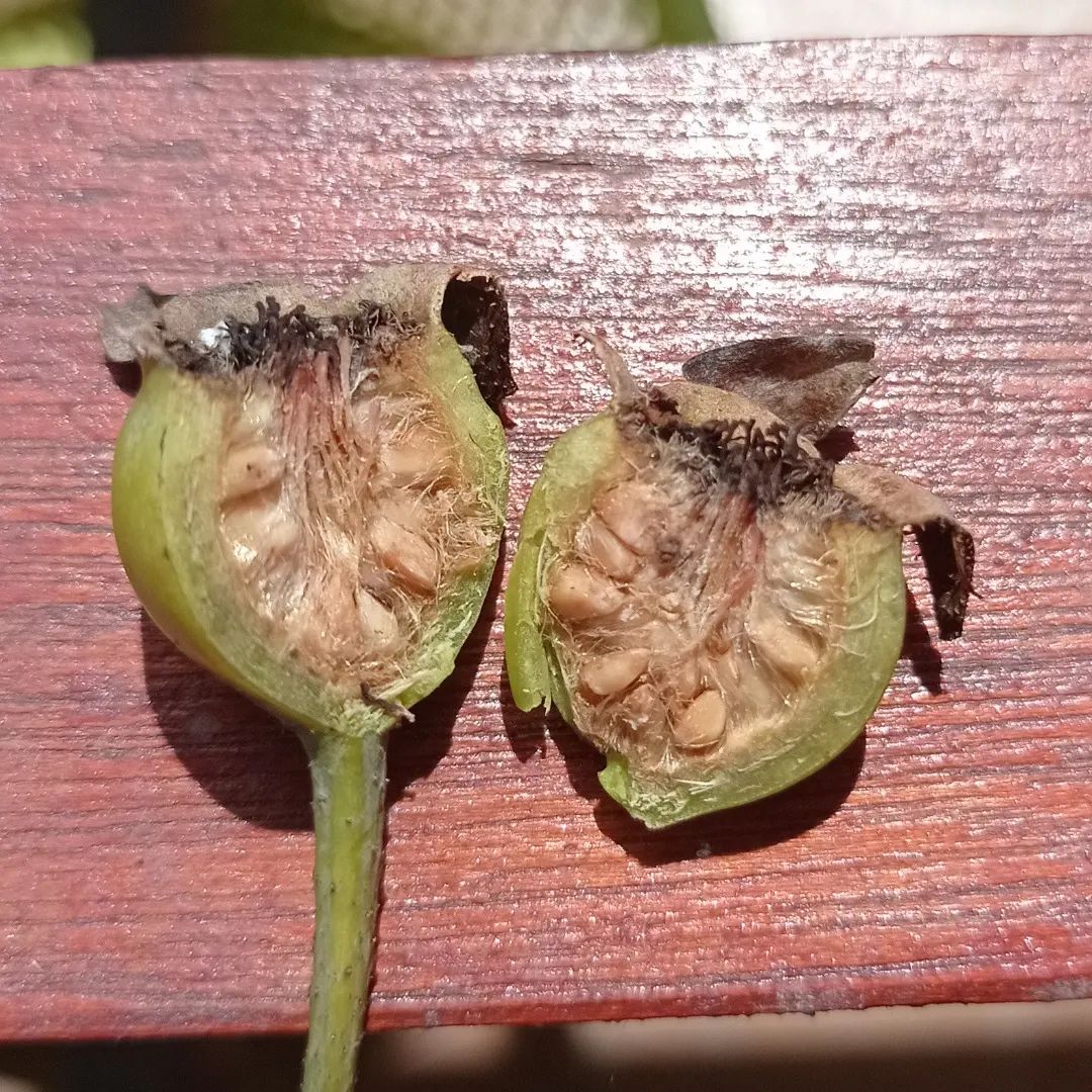 How To Grow Roses From Seeds: 10 Easy Steps