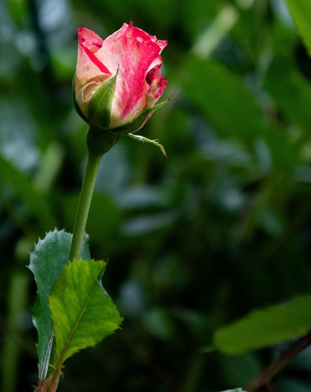 Learn About Long Stem Roses