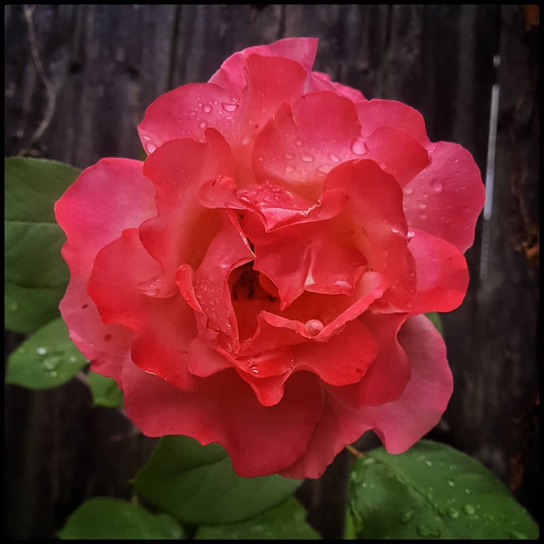 What Is A Tuscan Sun Rose: With Bush Care Tips!