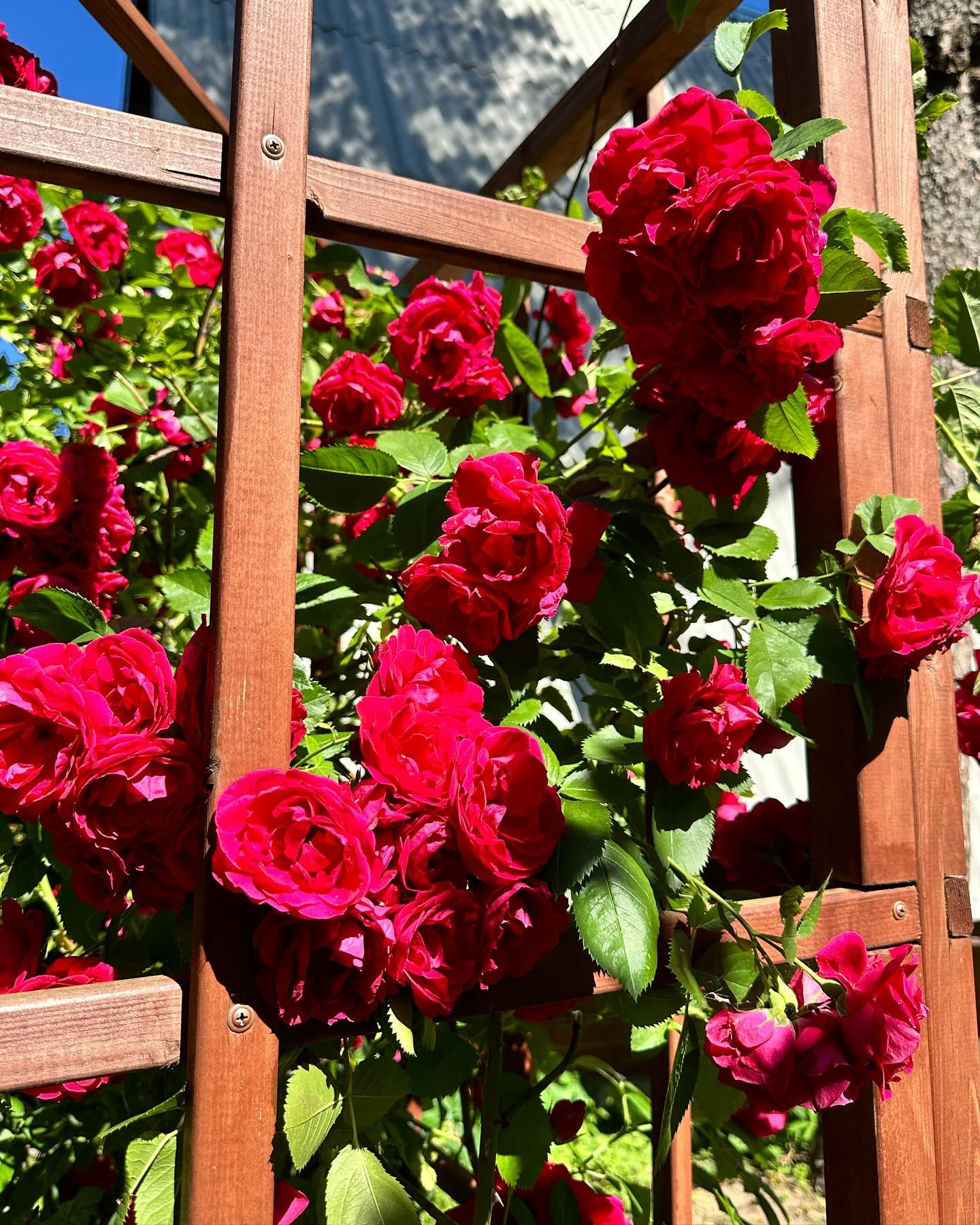 What Is A Kordes Rose?