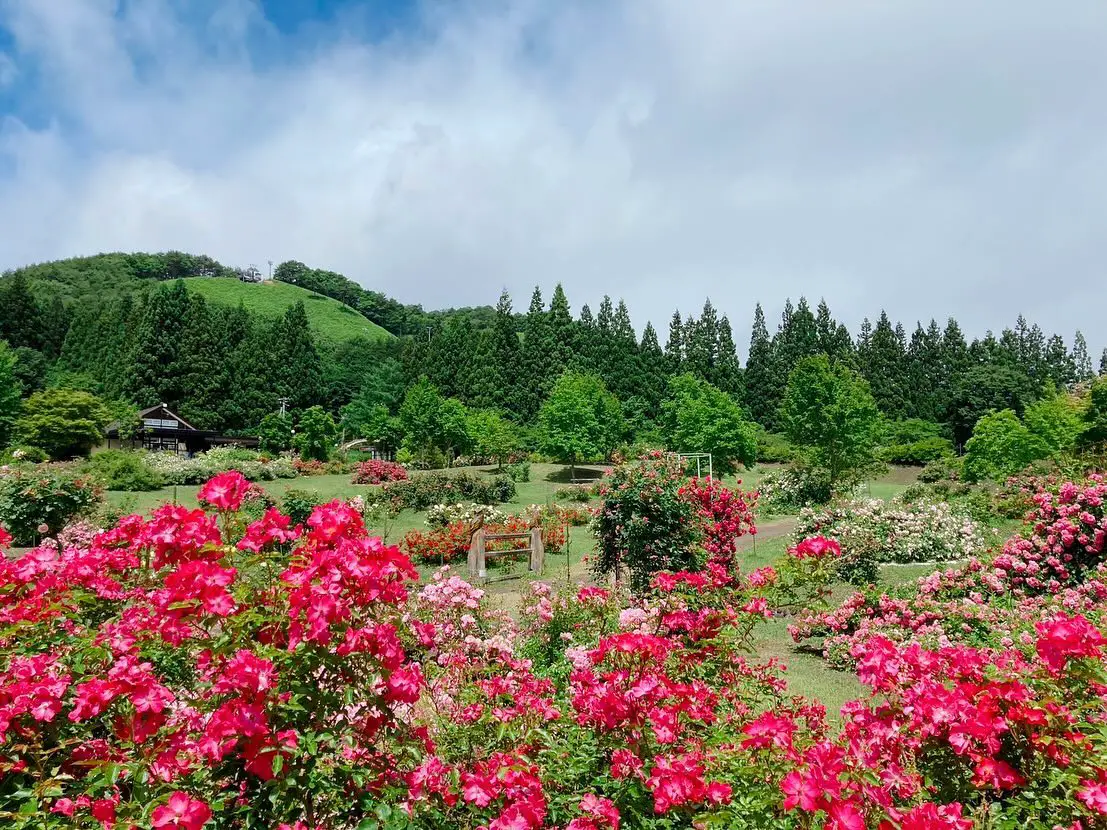 Proper Spacing Of Roses In The Garden