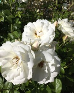 All About Iceberg Roses