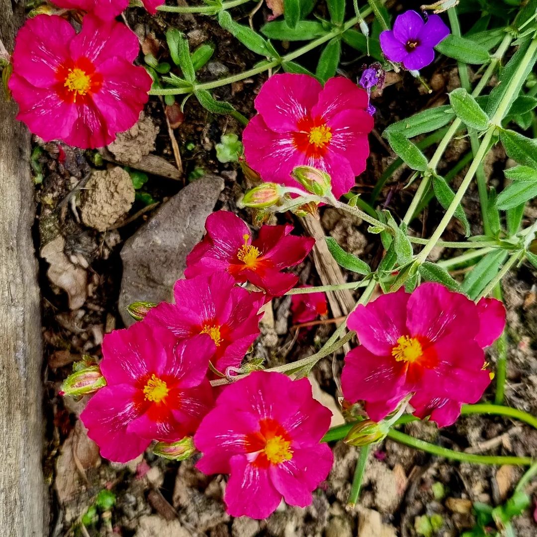 Helianthemum Sunrose Growing and Care
