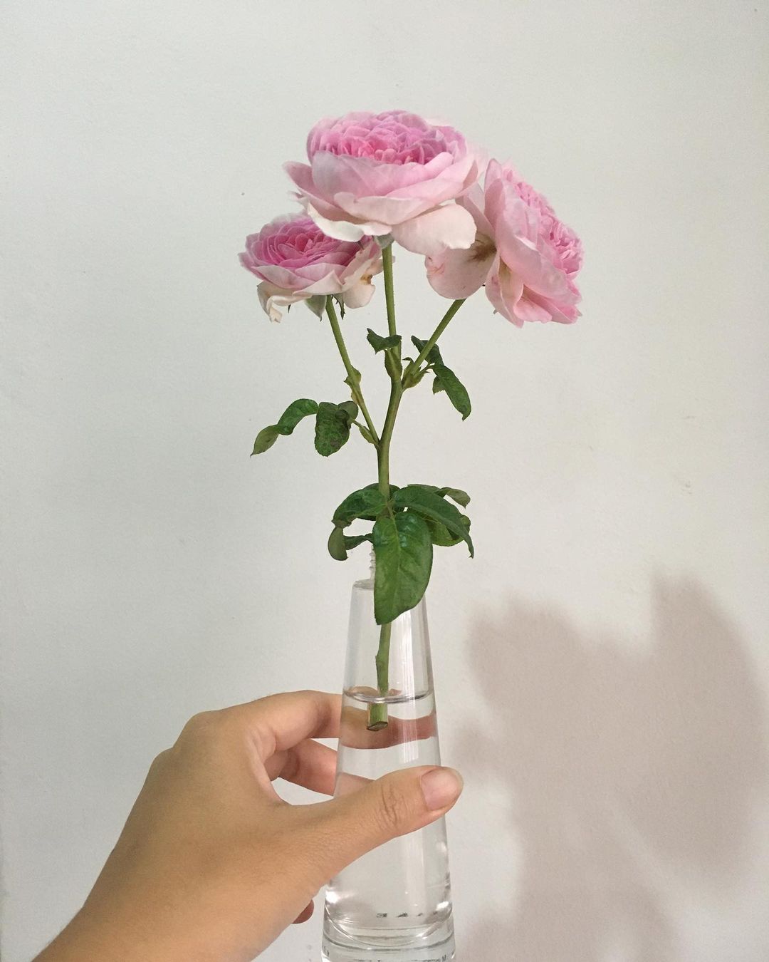 How To Keep Cut Roses Fresh and Won't Wilt