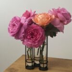 How To Keep Cut Roses Fresh and Won't Wilt