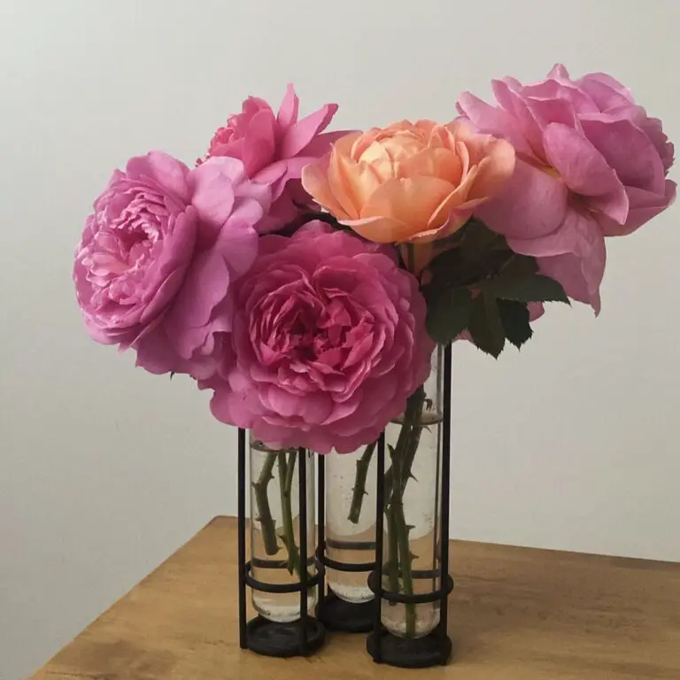 How To Keep Cut Roses Fresh and Won't Wilt