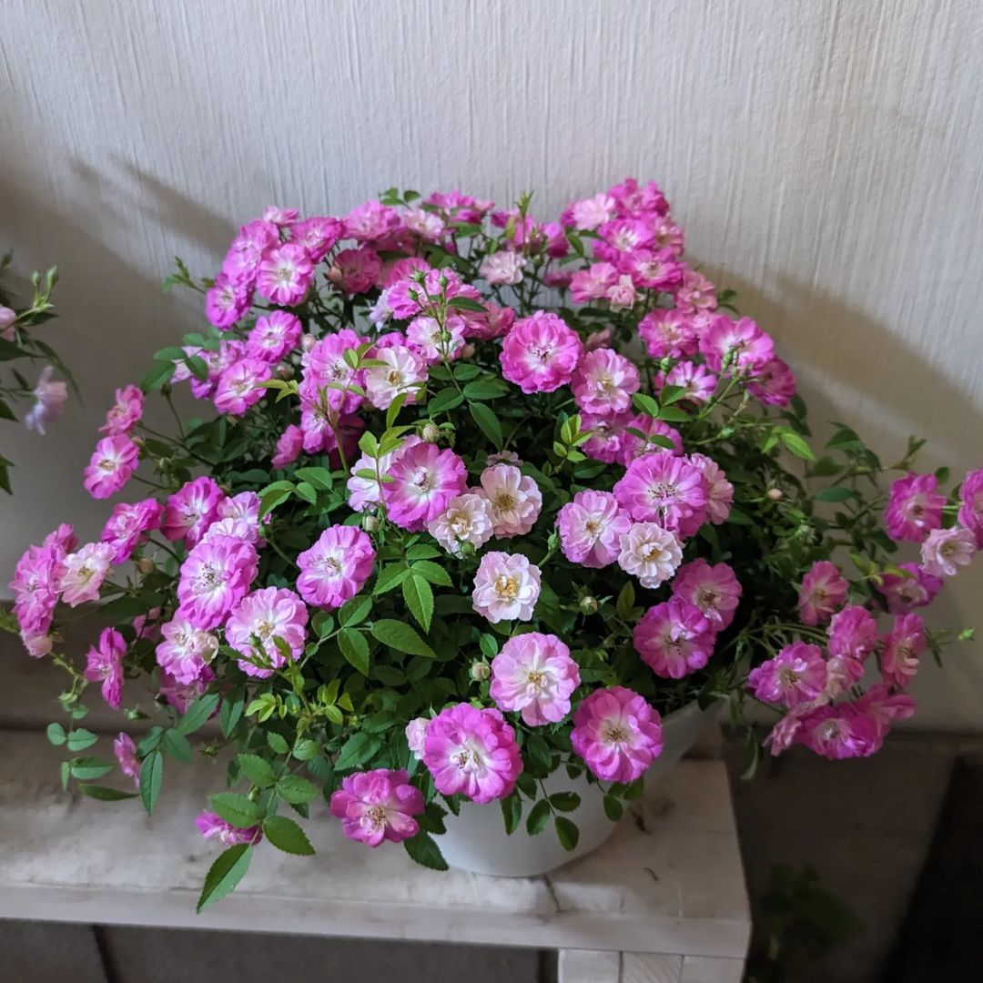 Indoor Miniature Rose Care: Detail Guides!