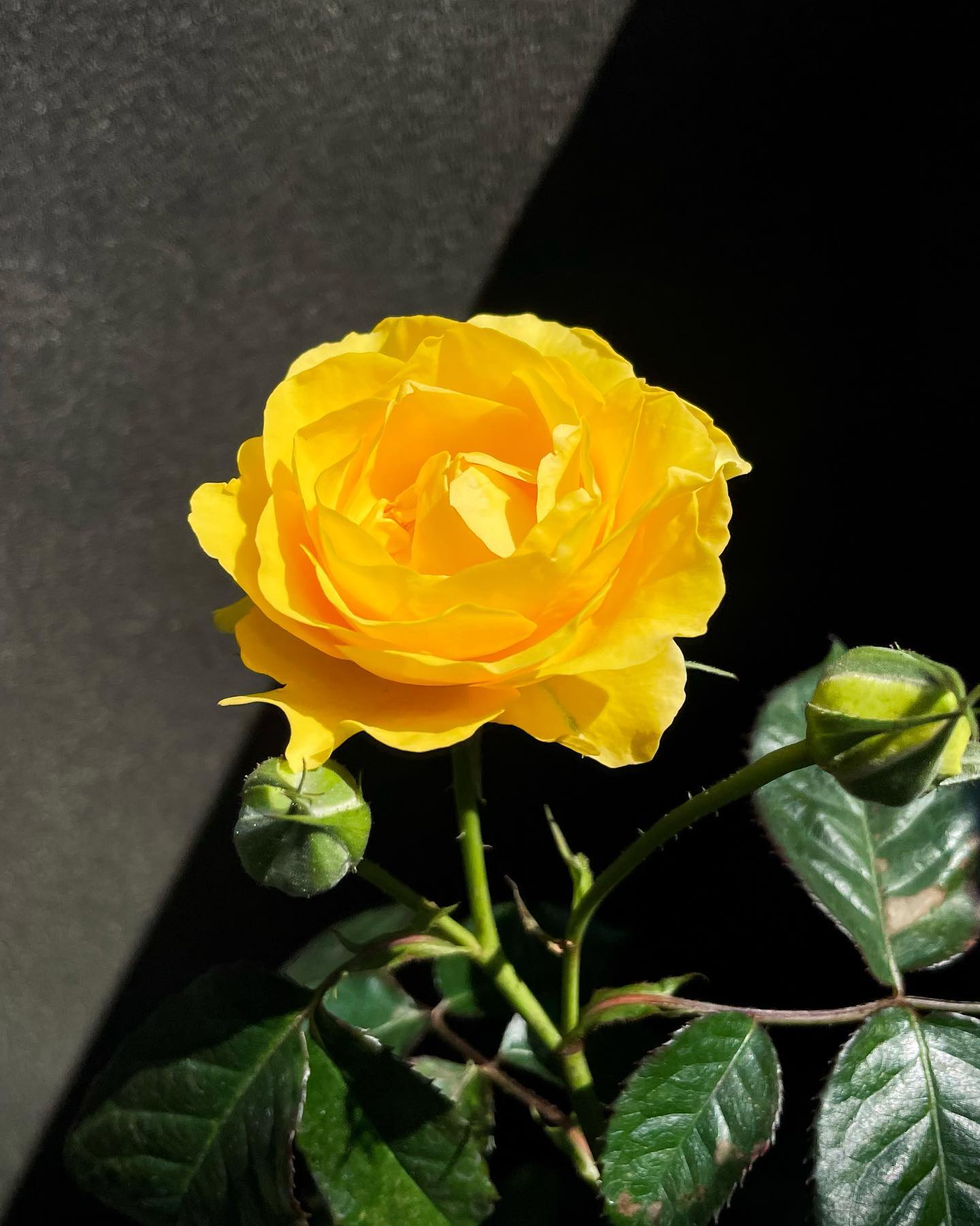 All About Jackson and Perkins Roses