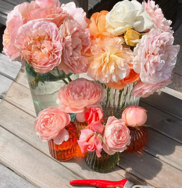 How To Keep Cut Roses Fresh and Won't Wilt