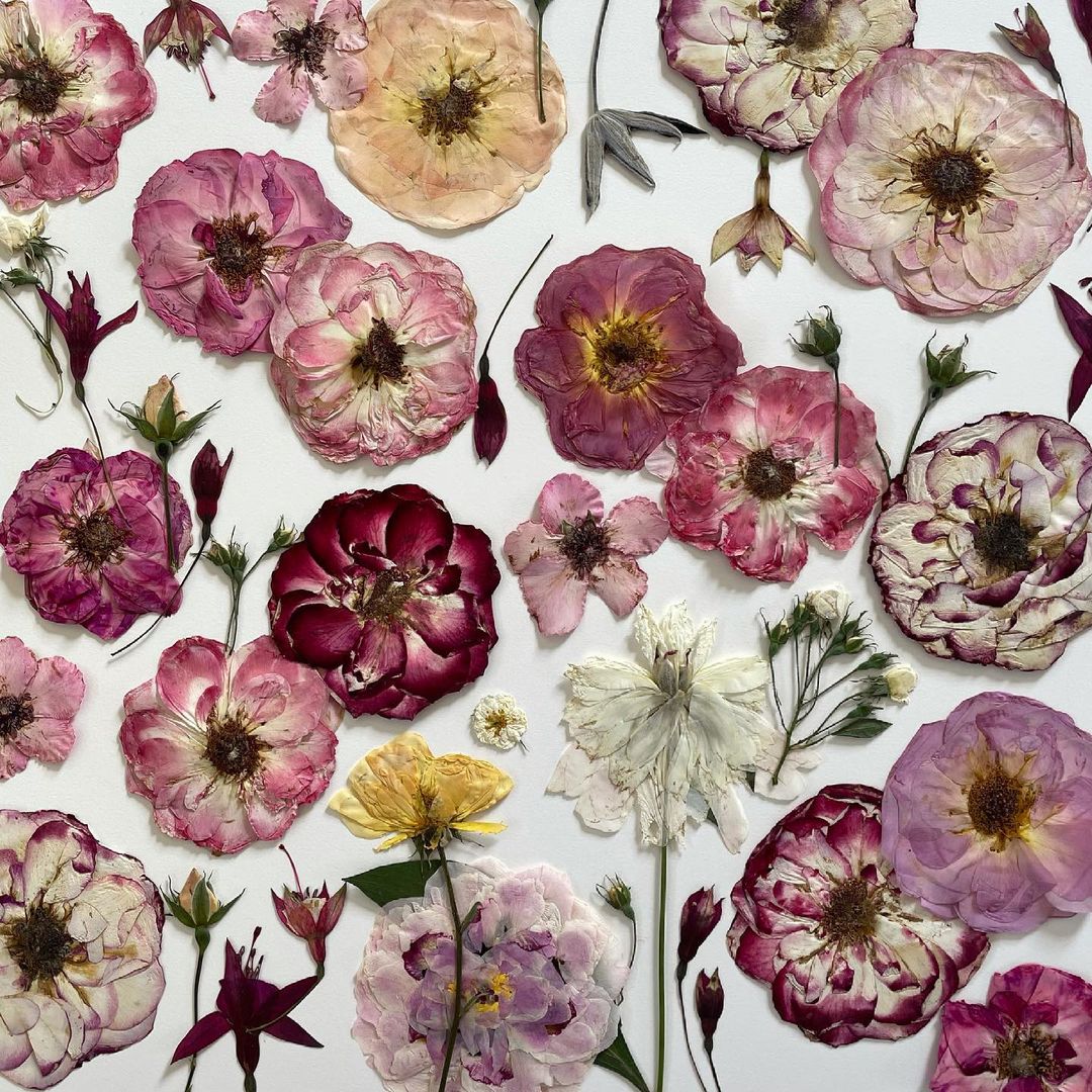 How To Press Roses: 4 Methods