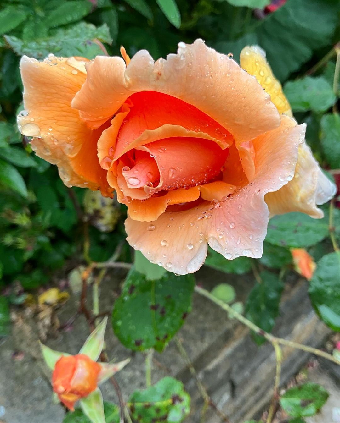 Hybrid Tea Roses And Grandiflora Roses