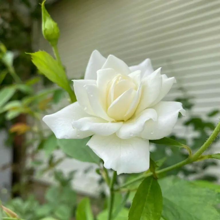 All About Iceberg Roses