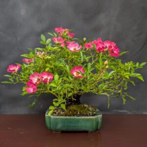 Indoor Miniature Rose Care: Detail Guides!