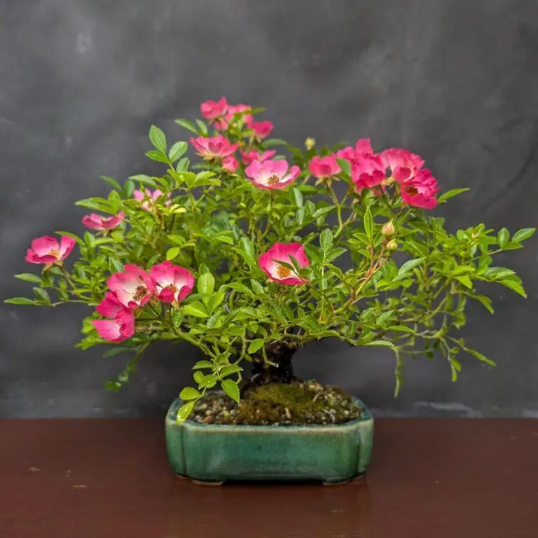 Indoor Miniature Rose Care: Detail Guides!