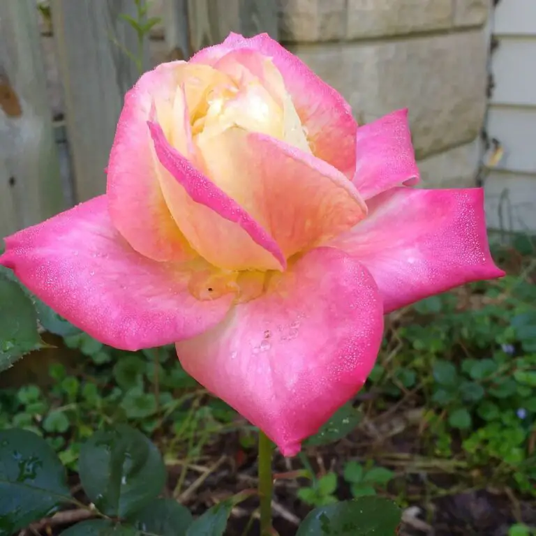 All About Jackson and Perkins Roses