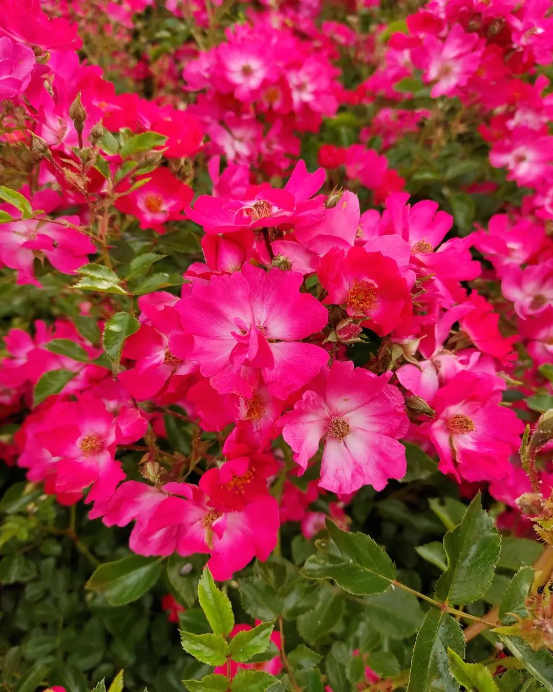 What Are Ground Cover Roses: Care Tips!