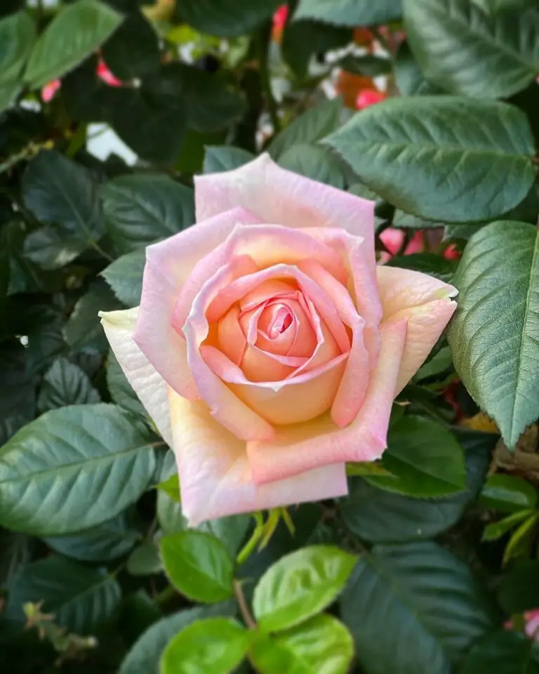 21 Most Beautiful Roses: Romantic Roses!