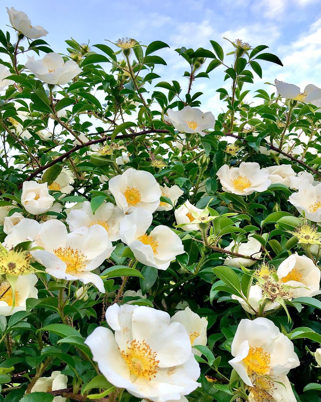 What Is Cherokee Rose: Growing Guide and Tips!