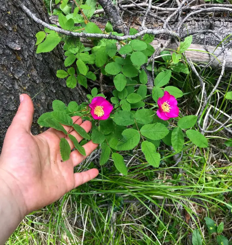 How To Grow Wild Rose Plants