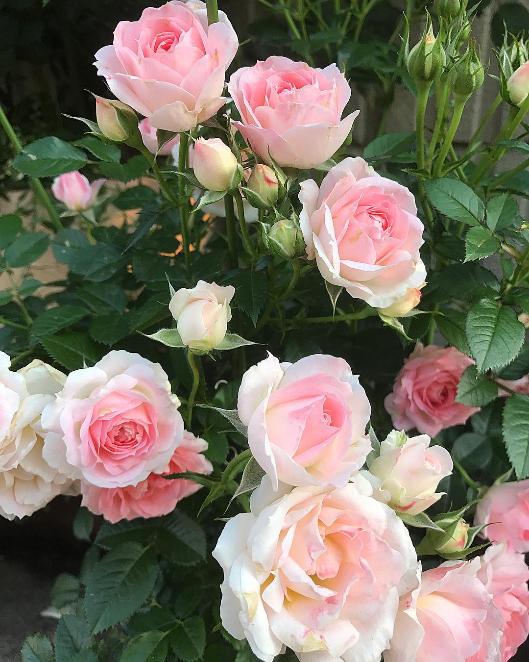 Floribunda And Polyantha Roses