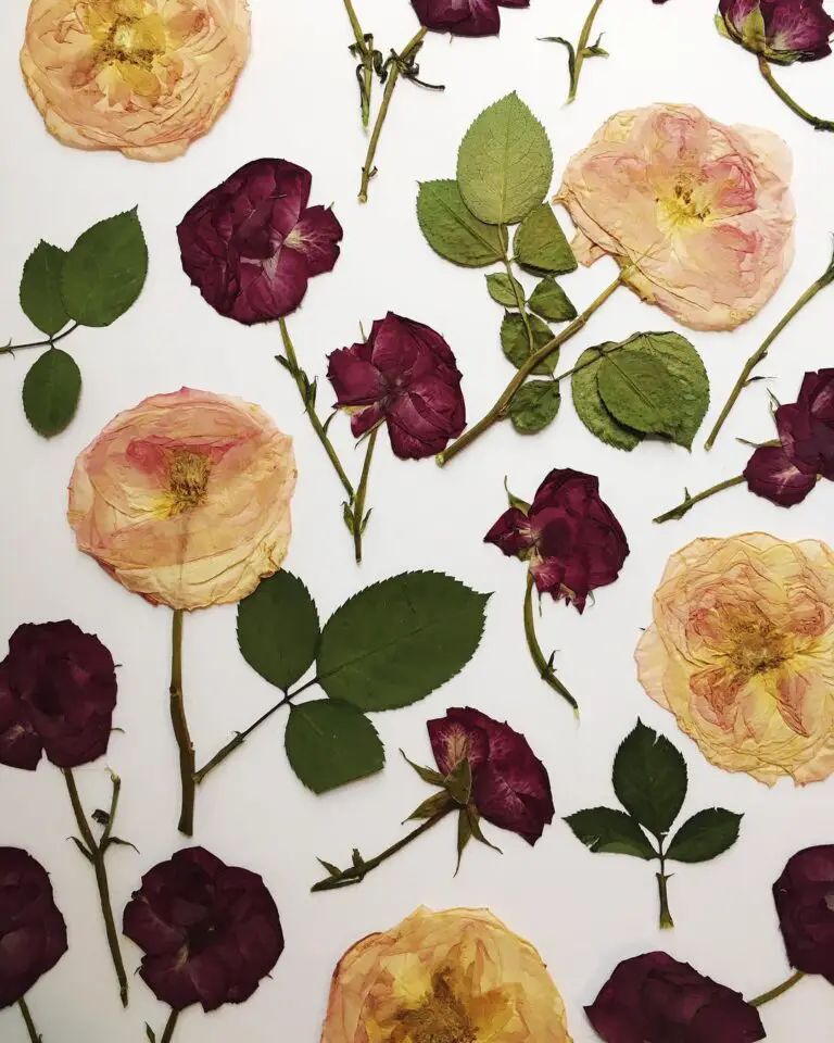 How To Press Roses: 4 Methods