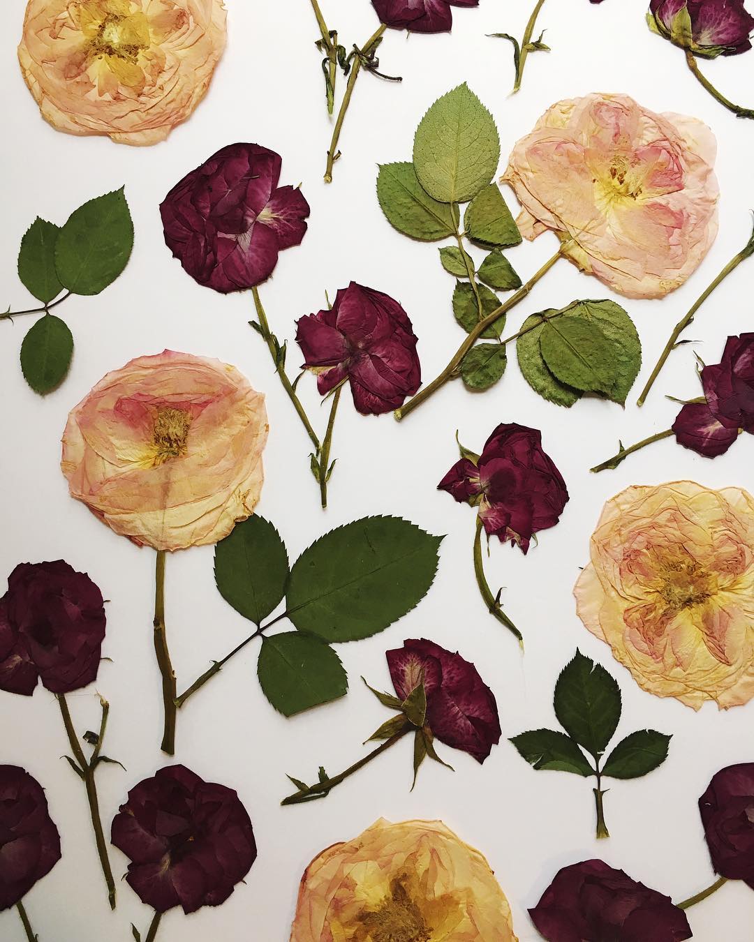 How To Press Roses: 4 Methods