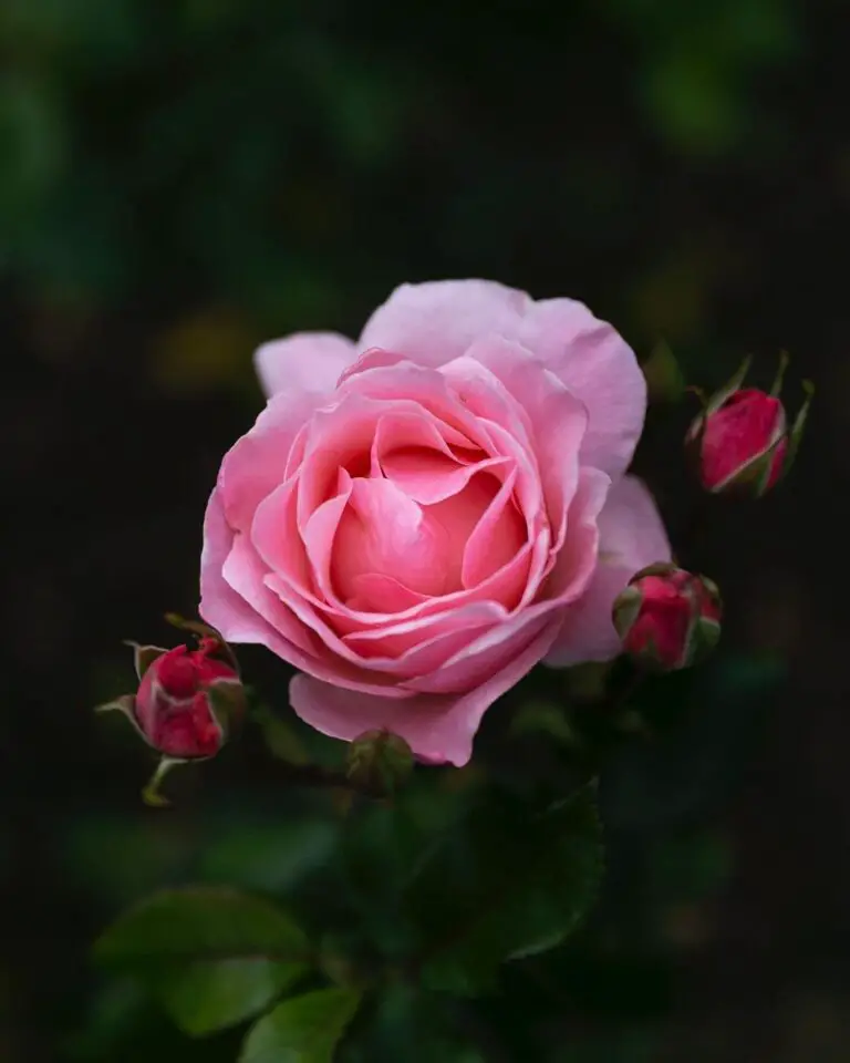 21 Most Beautiful Roses: Romantic Roses!