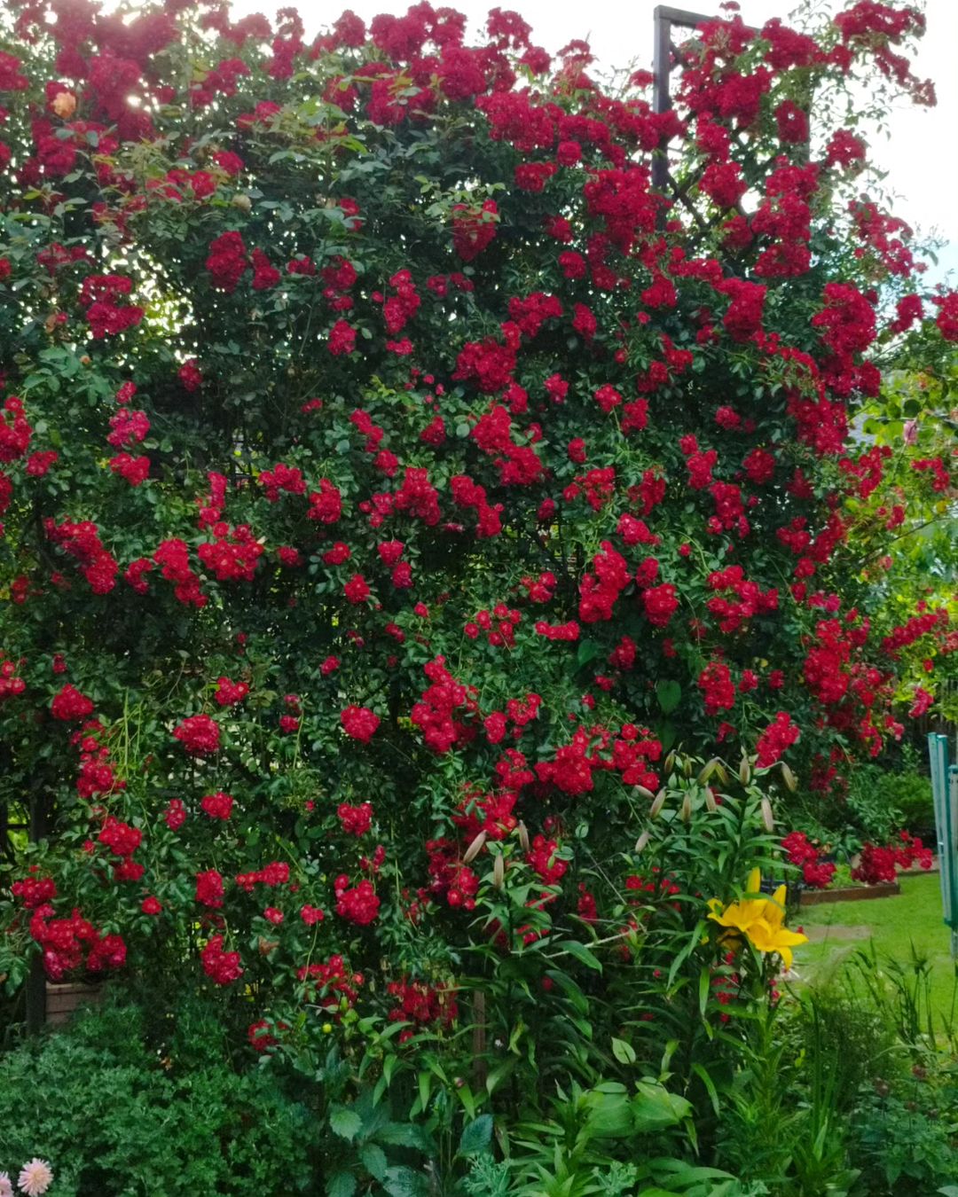 Differences Between Rambler Roses And Climbing Roses