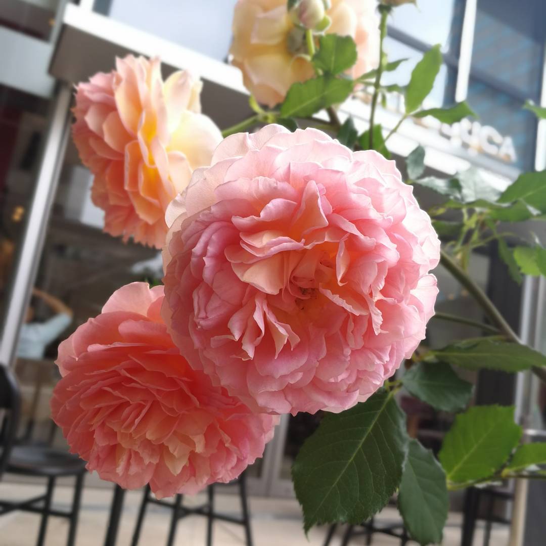 Fullness Of Rose Bloom - Handy Gardening