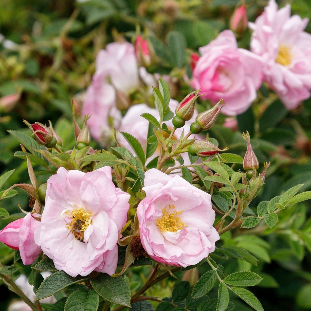 What Are Ground Cover Roses: Care Tips!