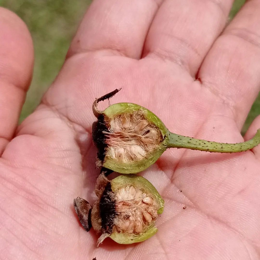 How To Grow Roses From Seeds: 10 Easy Steps