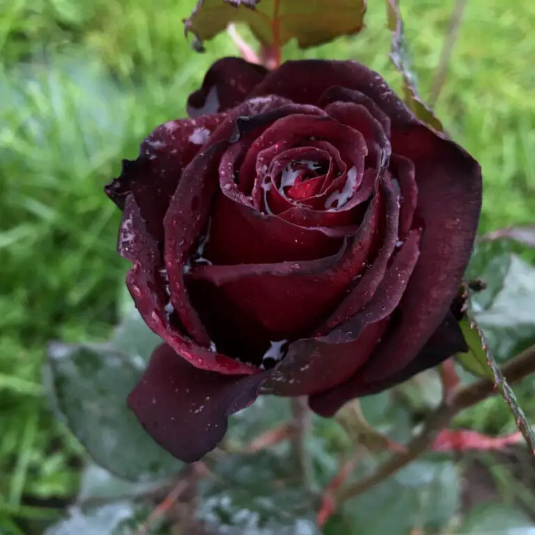 21 Most Beautiful Roses: Romantic Roses!