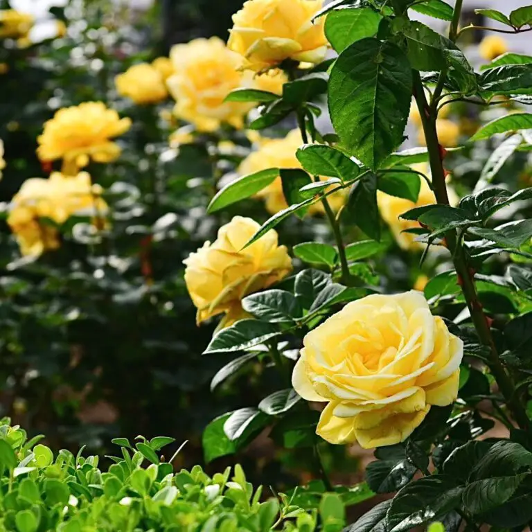 21 Most Beautiful Roses: Romantic Roses!