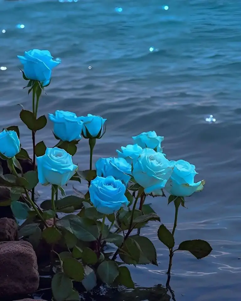 Black and Blue Roses: Unveiling The Myth